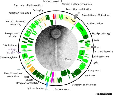 Exploring The Role Of Phage Plasmids In Gene Transfers Trends In Genetics