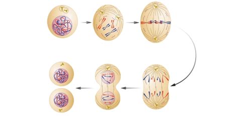 Dna Mutations And Mitosis Quiz Quiz Flashcards And Trivia