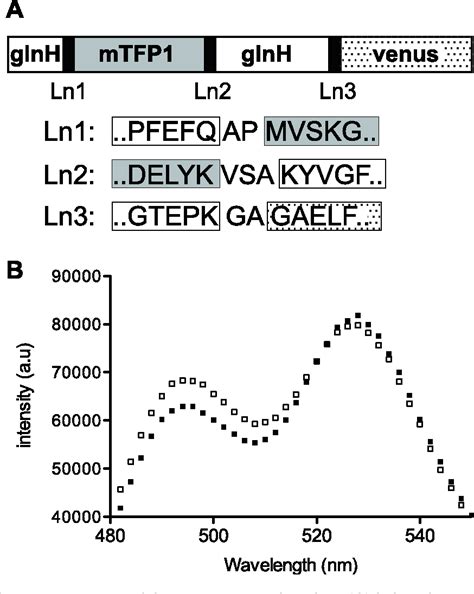 Figure 1 From Visualization Of Glutamine Transporter Activities In