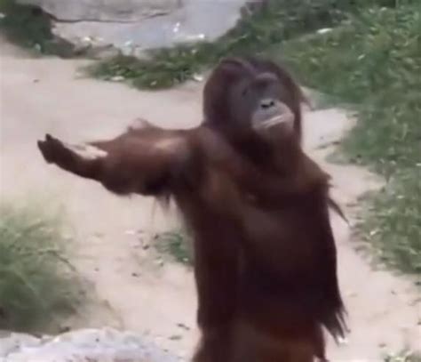 Orangutans Memes 15 Orangutan Memes To Celebrate World Orangutan Day