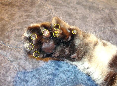 Shukernature All Fingers And Thumbs Investigating Feline Polydactyly