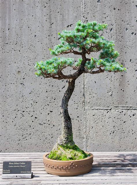 Cedar Bonsai Tree A Z Animals