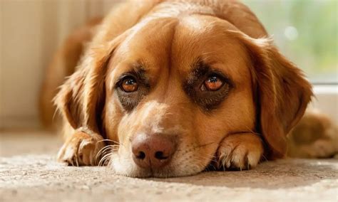 Heces Con Moco Y Sangre En Perros Causas Y Soluciones