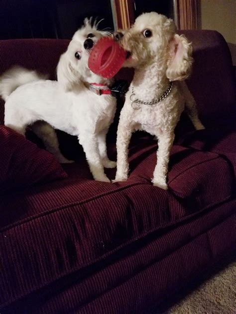 At An Impass Rdogpictures