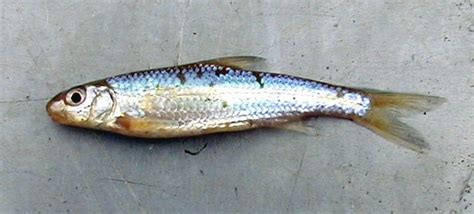 Silver Chub Alchetron The Free Social Encyclopedia