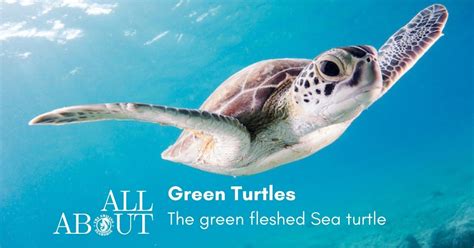 All About Green Turtles Fun Facts And Faq Diving Liveaboard In
