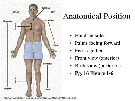 Ppt Lecture 1 Part 2 Introduction To Anatomical Directions And