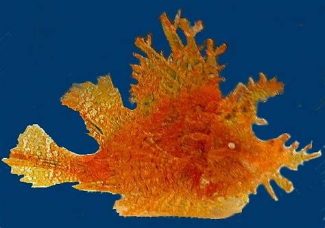 Aquarium Fish The Rhinopias Spp The Ultimate Scorpionfishes