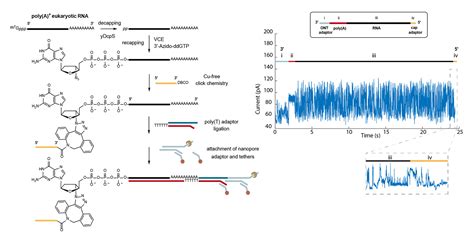 Chemical Approaches To Rna Enrichment And Sequencing Neb