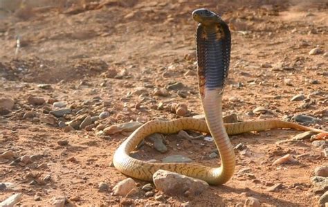 Egyptian Cobra Facts Size Habitat Pictures