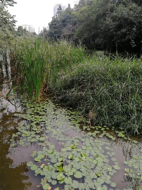 鹏城荔枝公园的鸟儿 每日头条