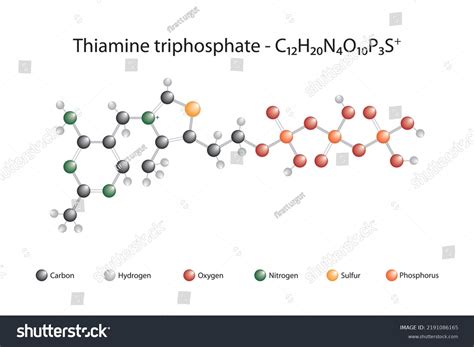 Molecular Formula Chemical Structure Thiamine Triphosphate Stock Vector
