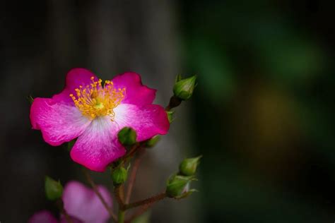 Olio Di Rosa Mosqueta Benefici E Uso Per Il Viso
