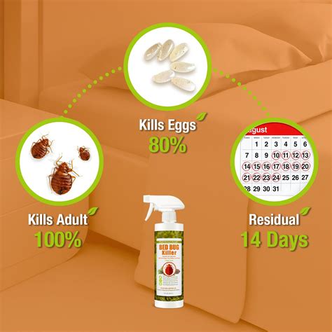 Bed Bug Eggs