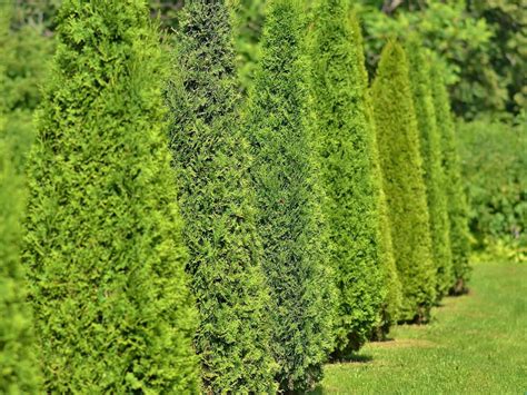 11 Fast Growing Privacy Trees That Dont Take Over Your Yard