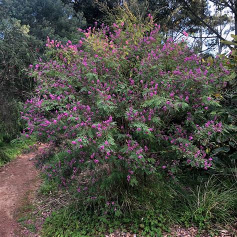 Go For It With Indigoferas