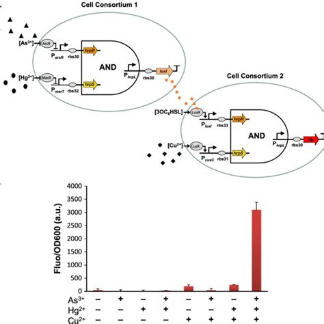 Architecture Of A Synthetic Modular Cell Based Biosensor The Cellular