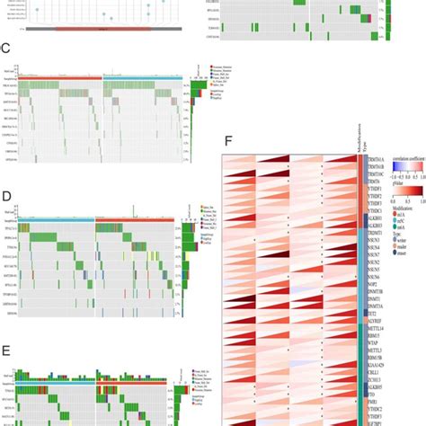 Mutation Landscape Of Apof And Rna Modification A Mutation Landscapes