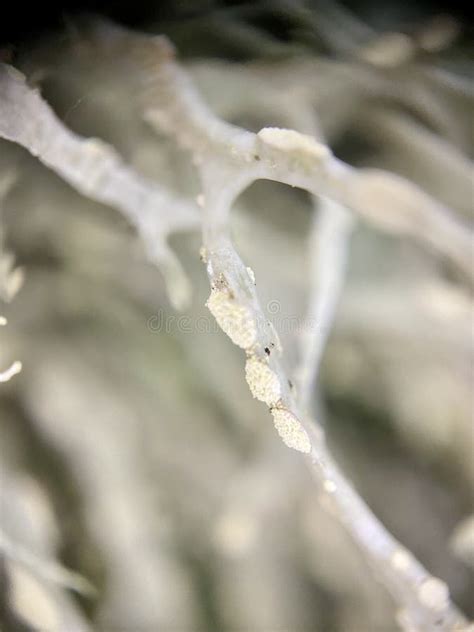 Bright Yellow Lichen Under A Microscope Extreme Close Up Photo Stock