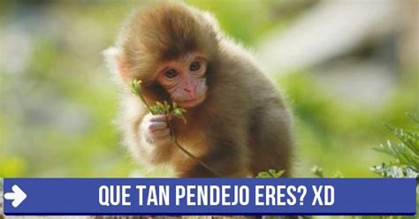 Test Que Tan Pendejo Eres Xd