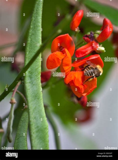 Honey Bee Pollinating Runner Bean Flower Southampton Hampshire