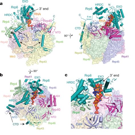 Overall Structure Of A Rna Bound Rrp6 Exosome Ac Cartoon And Surface