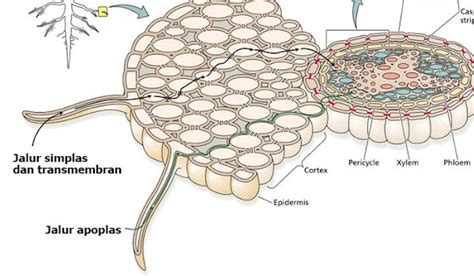 Apa Itu Simplas Dan Apoplas Pada Tumbuhan Ini Pengertian Dan Perbedaanya Viol The Biologist