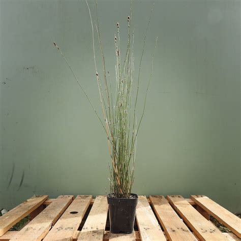 Grasses — Statement Trees