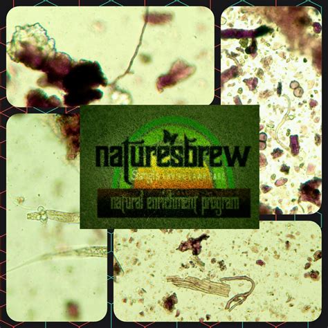 Understanding Regenerative Lawn Care Setting Realistic Expectations