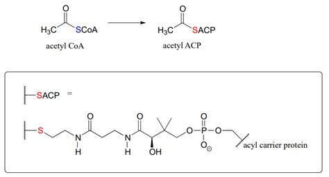 Hydrolysis Of Acetyl Phosphate