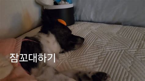 똥개 루틴 시리즈 Youtube