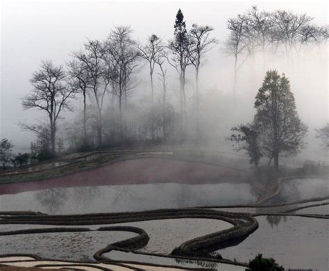 パダ棚田の朝 Ganref