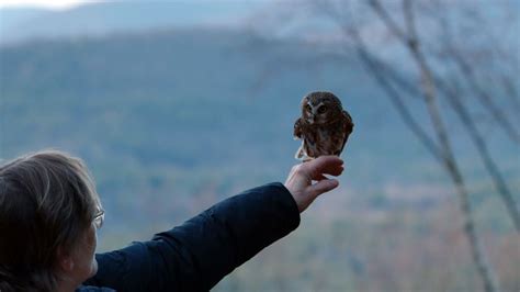 Rockefeller Christmas Tree Owl Released