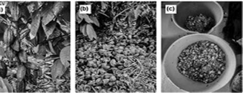 Obtención De La Biomasa Vegetal Cáscara De Cacao Theobroma Cacao L