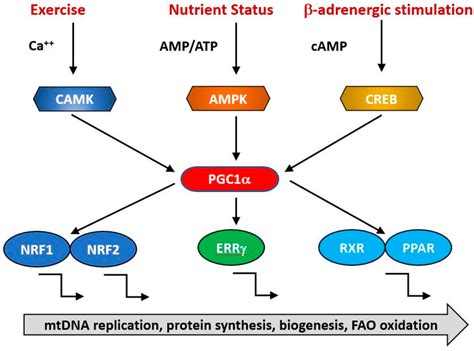 Is Krebs Cycle The Citric Acid Cycle At Michael Lacombe Blog