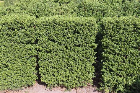 Ilex Crenata Ellipta Convexa Ilex Crenata Ellipta Convexa