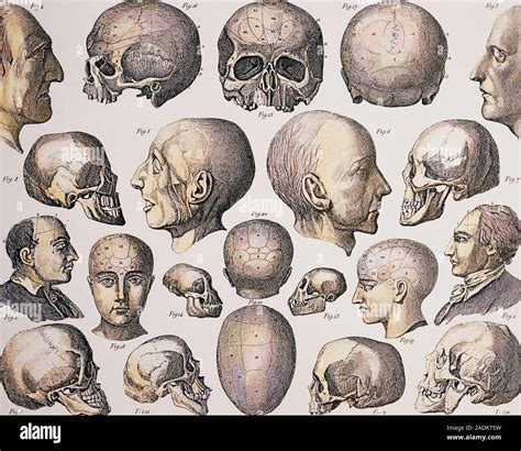 Phrenology Historical Artwork Depicting Skulls And Heads Explaining