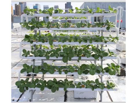 Hydroponic Shelf Nation Trading