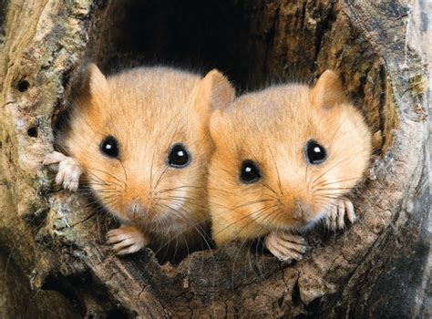 “discover The Mysterious Life Of The Edible Dormouse From Ancient
