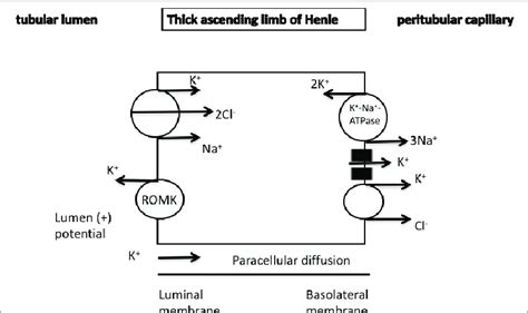 Paracellular Diffusion And Transcellular Reabsorption Of Potassium In