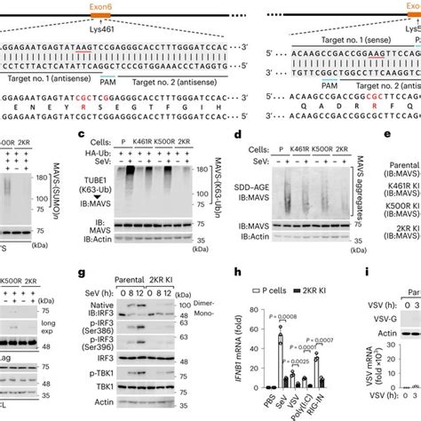 Senp1 Inhibits Lys63 Linked Poly Ubiquitination Of Mavs And Represses Download Scientific