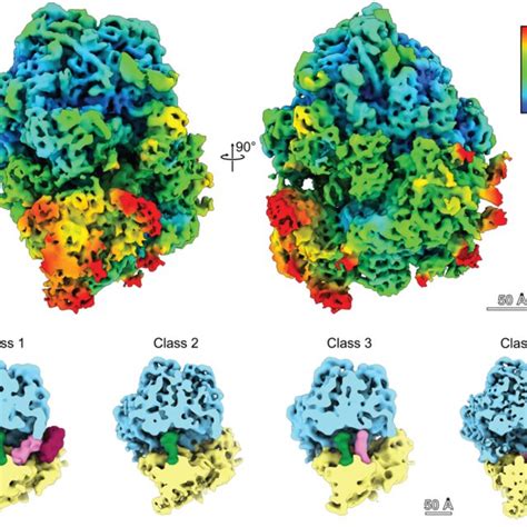 Subtomogram Average Reconstruction Of The C Elegans 80s Ribosome From