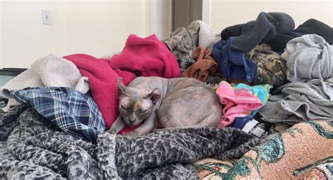 Laundry Princess 👑 Rsphynx