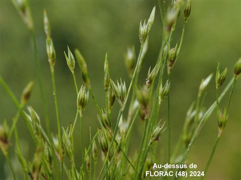 Juncus Bufonius Naturescene