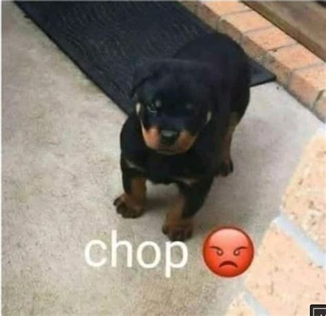 Chop Meme By Zelman Memedroid