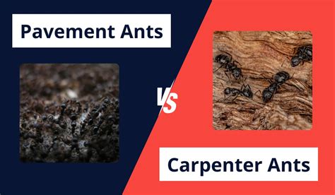Pavement Ants Vs Carpenter Ants Lajaunies Pest Control