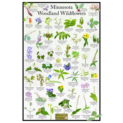 Minnesota Prairie Plant Names
