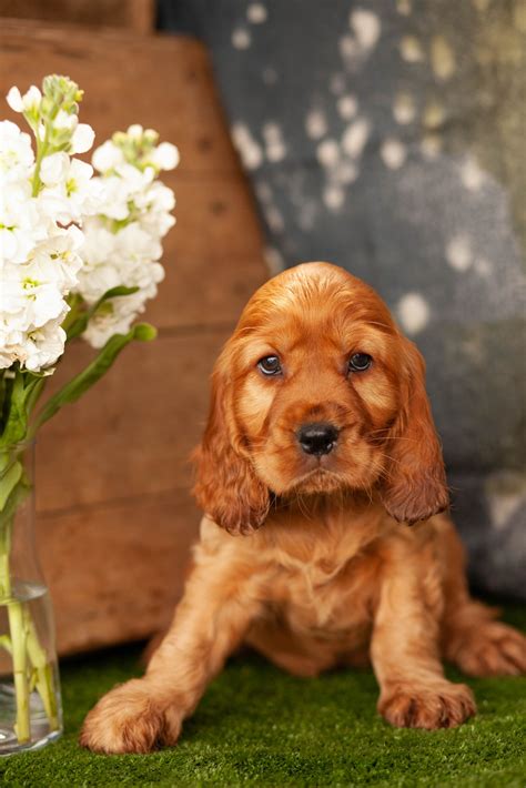 Cocker Spaniels Kellys Kennels