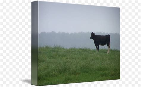 วัวหรอก ทุ่ง เฟรมภาพ Png Png วัวหรอก ทุ่ง เฟรมภาพ Icon Vector