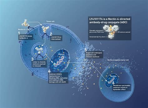 Nectin 4 Antibody Drug Conjugate Molecule Overview Lilly Oncology